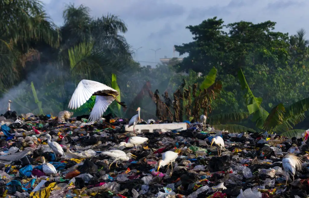 Landfills, Solid Waste Management | Environment Buddy