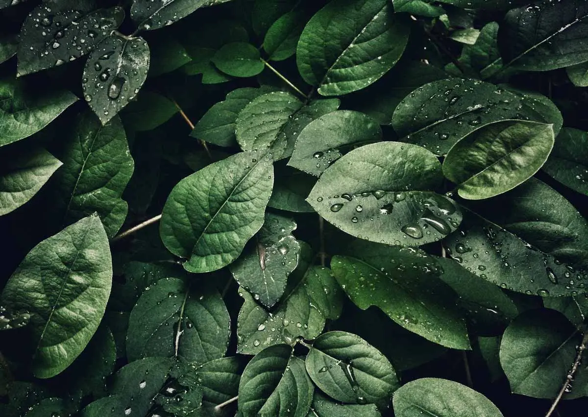 How Do Plants Help The Environment Environment Buddy How Do Plants Help The Environment Environment Buddy