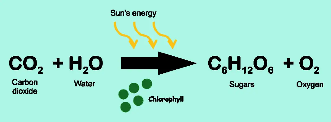 How do Plants make Oxygen? | Environment Buddy