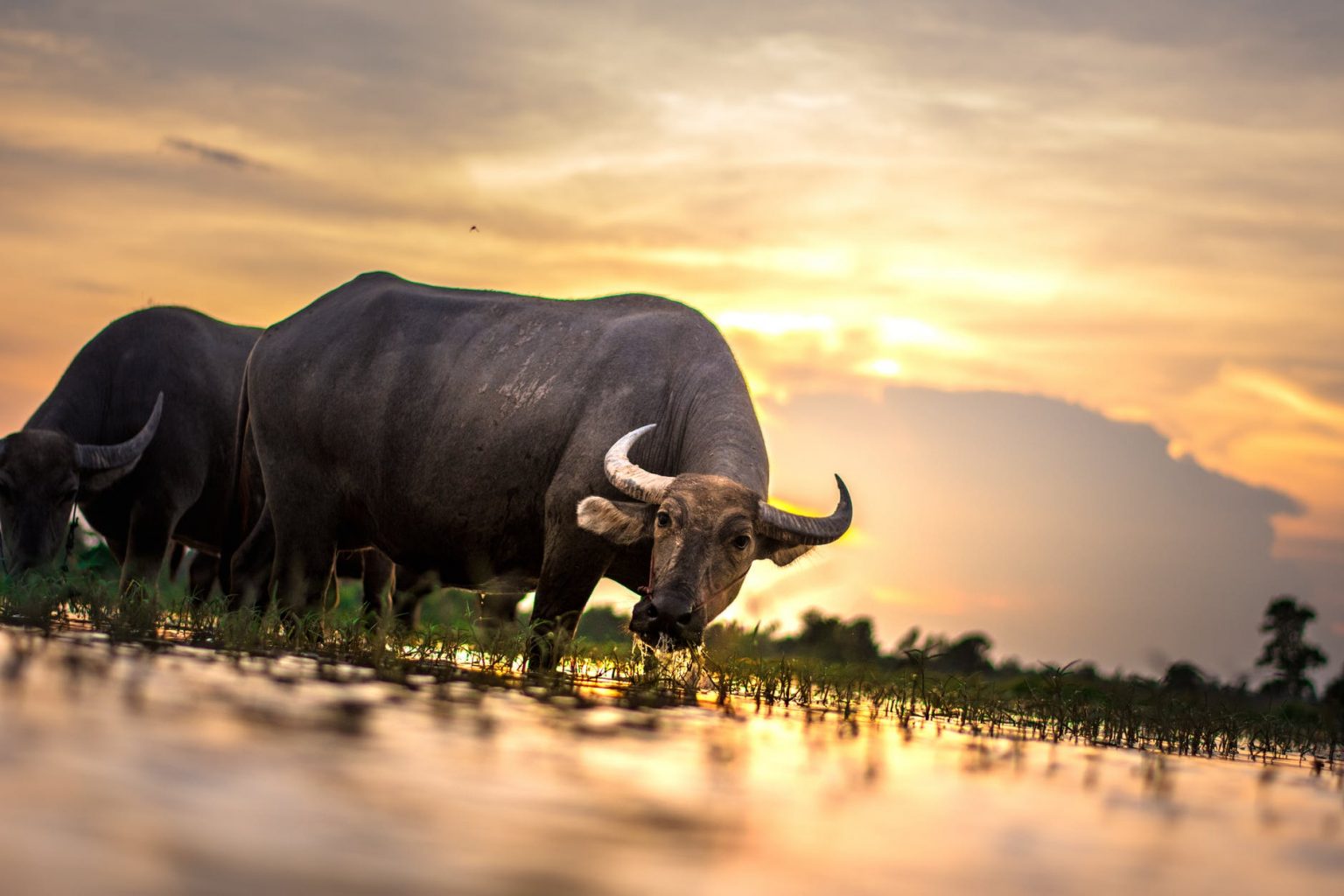 Silvopasture Agroforestry System | Environment Buddy