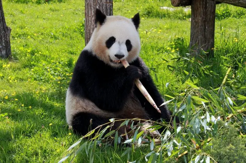Why are Giant Pandas Endangered Today? | Environment Buddy