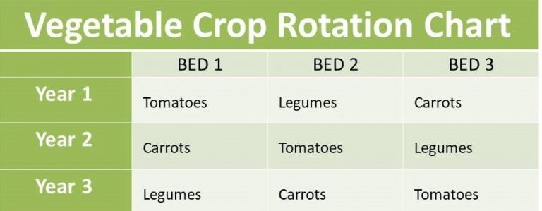 Crop Rotation Benefits and Disadvantages | Environment Buddy