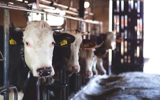 Environmental Impact of Factory Farming | Environment Buddy