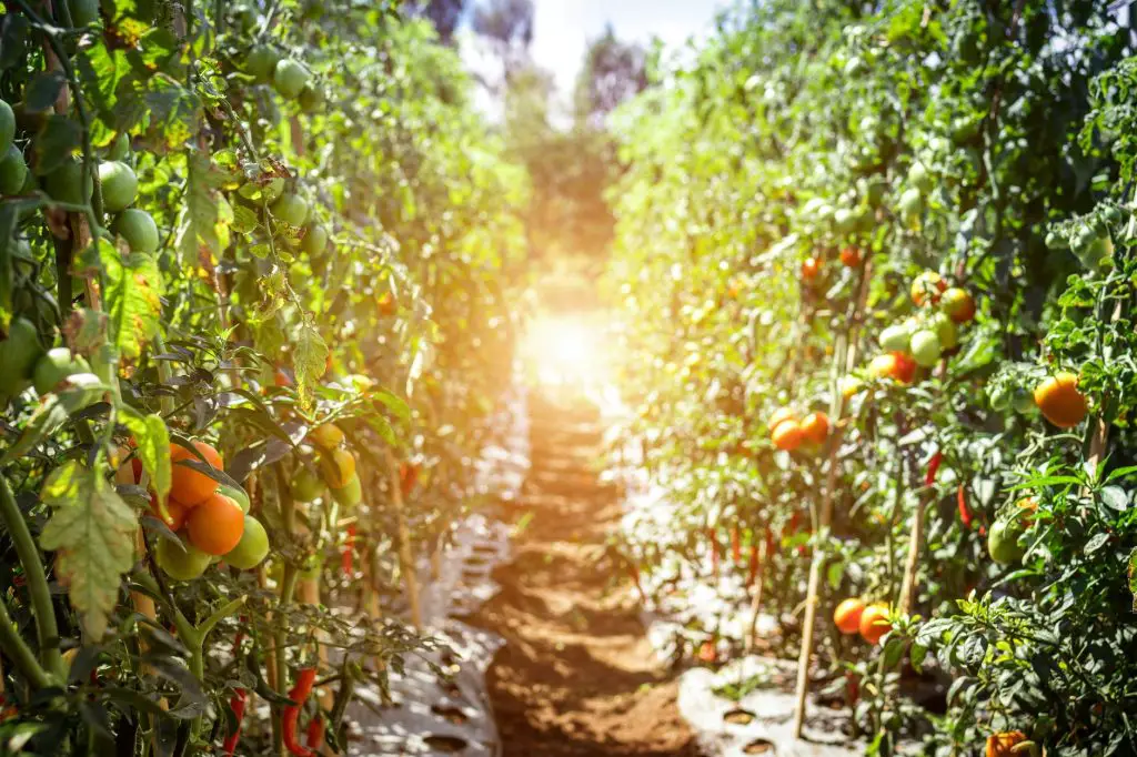 Tomato farm-crop rotation | Environment Buddy Tomato farm-crop rotation | Environment Buddy