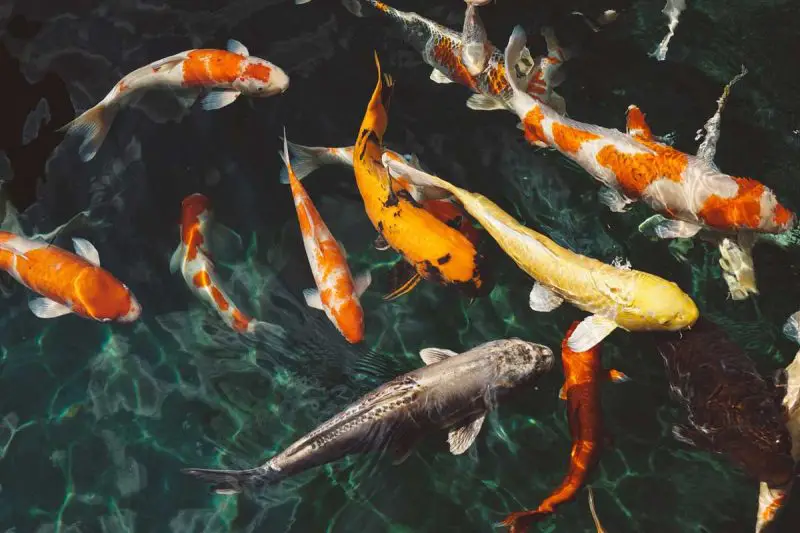 Pros and Cons of Fish Farming/Aquaculture | Environment Buddy