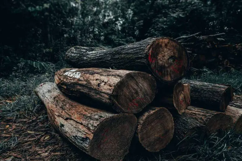 15+ Best Forest Products and their Uses | Environment Buddy