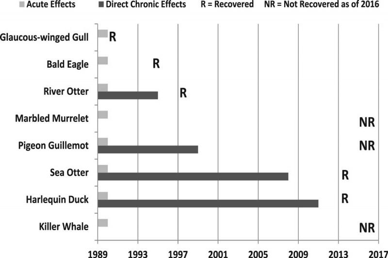 Oil Spills; Causes, Effects, Solutions | Environment Buddy