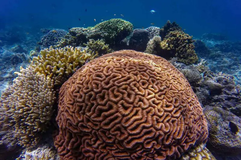 How Ocean Acidification Affects Coral Reefs Environment Buddy