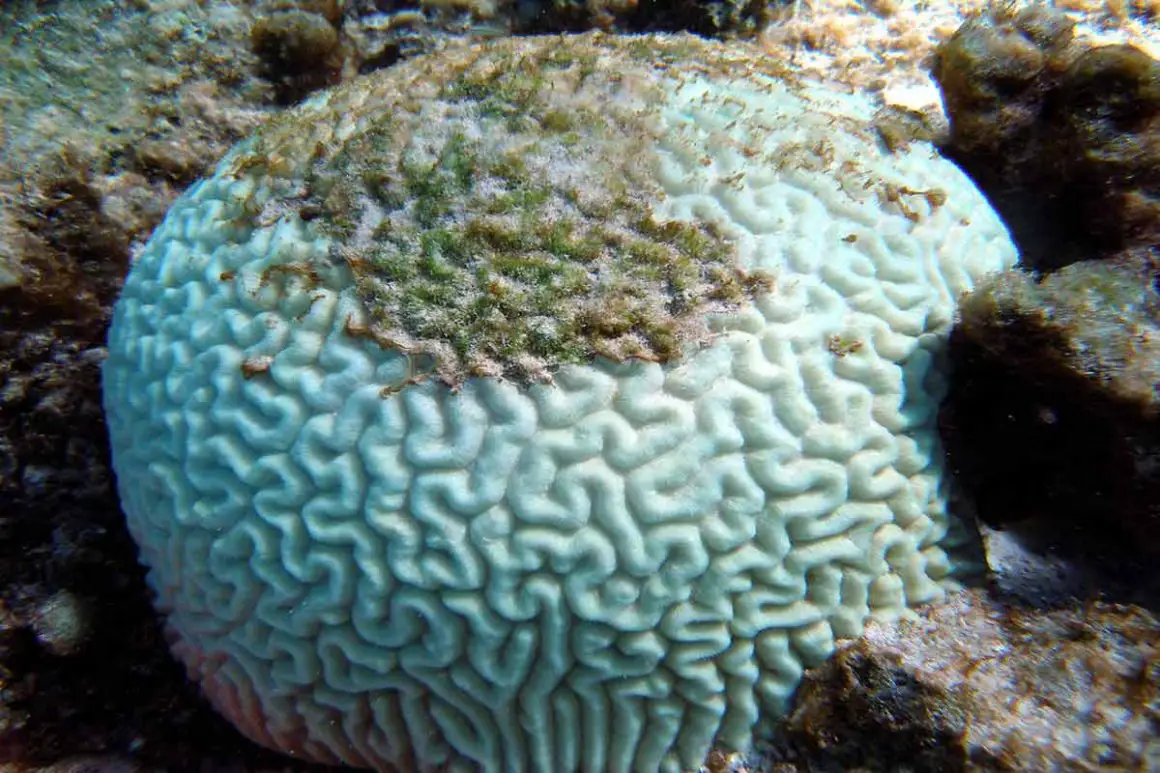 How Ocean Acidification Affects Coral Reefs Environment Buddy