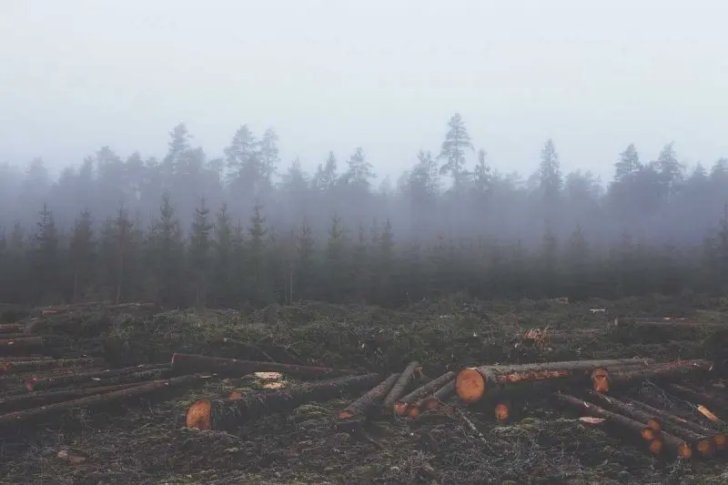 Overcultivation Causes, Effects, Solutions | Environment Buddy