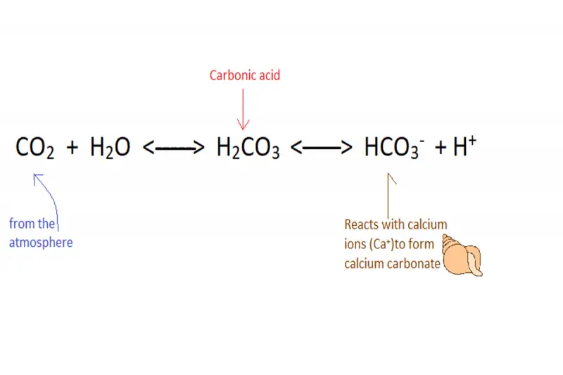 Equilibrium carbonic acid oceans Environment Buddy equilibrium-carbonic-acid-oceans-environment-buddy