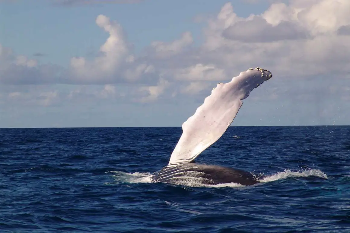 Biomimicry Materials with 10+ Examples | Environment Buddy