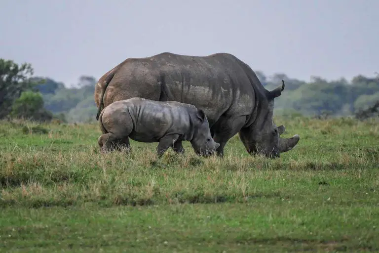 Why are Rhinos Endangered Species? | Environment Buddy