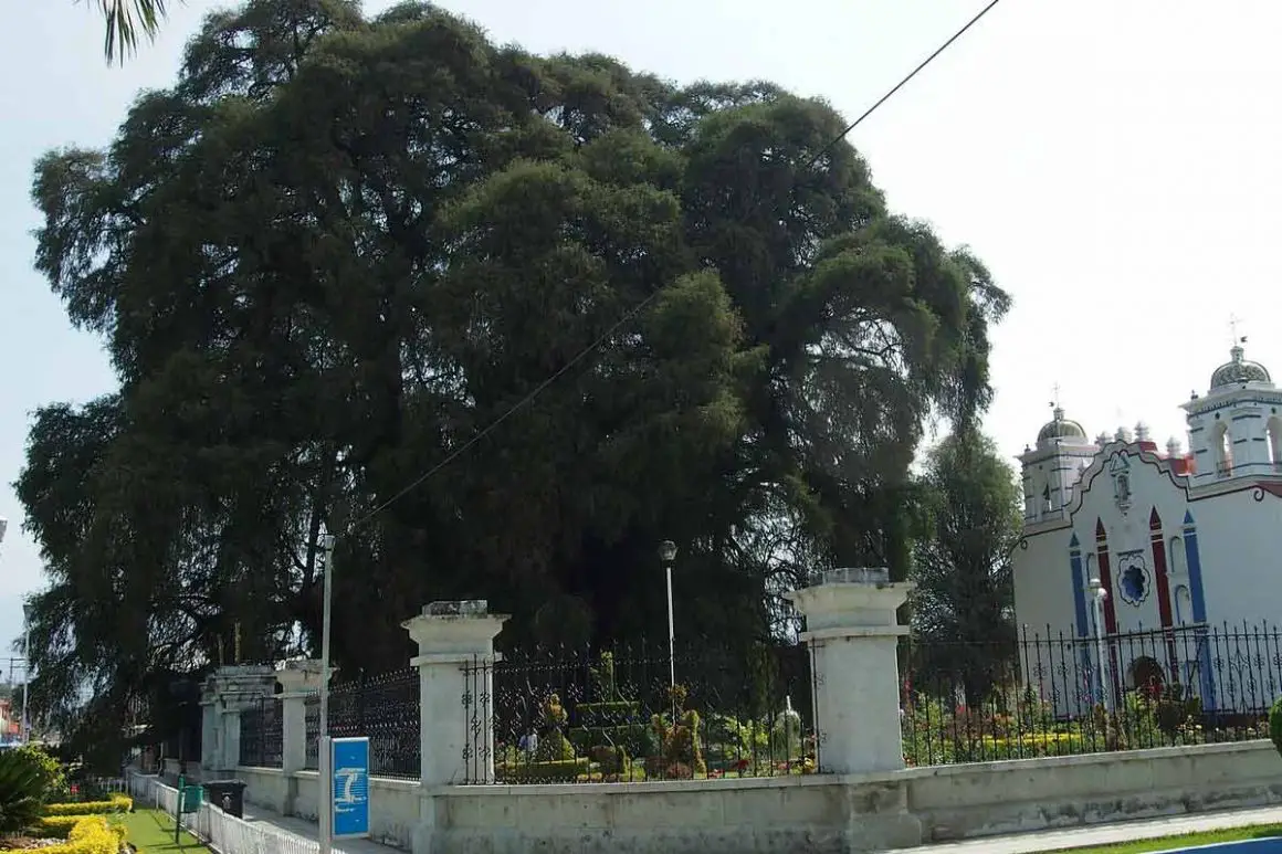 Oldest Tree in the World; Methuselah [History, Facts & More]