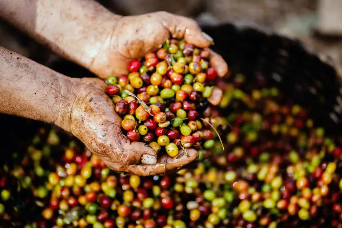 Climate Change and Coffee; Effects, Solutions | Environment Buddy