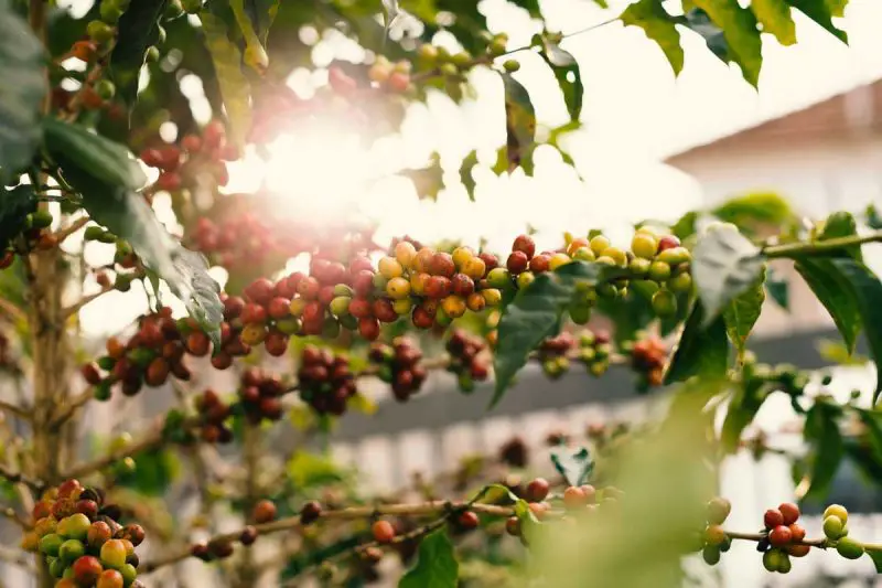 Climate Change and Coffee; Effects, Solutions | Environment Buddy