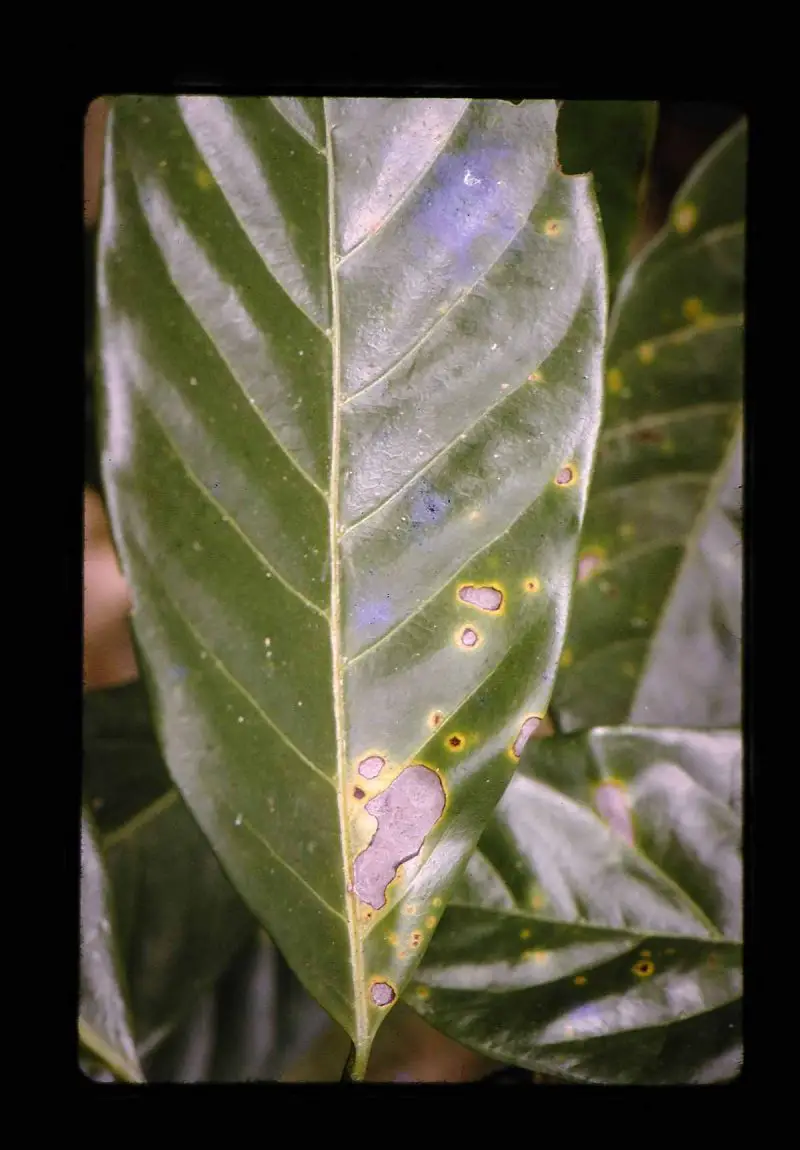 Coffee-leaf-rust | Environment Buddy