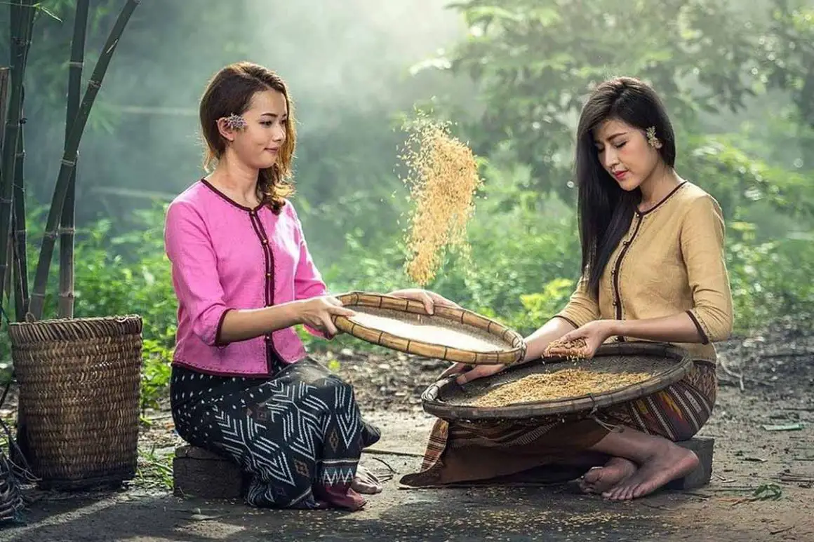 How to Grow Rice? Step-by-Step Guide | Environment Buddy