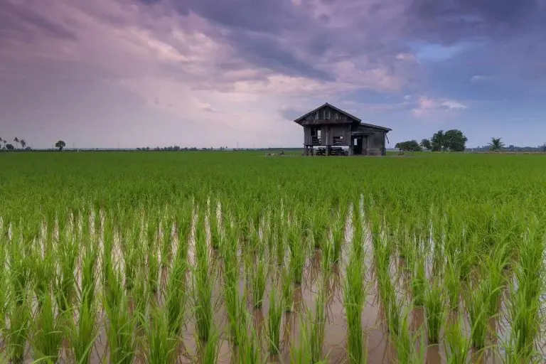 How to Grow Rice? Step-by-Step Guide | Environment Buddy