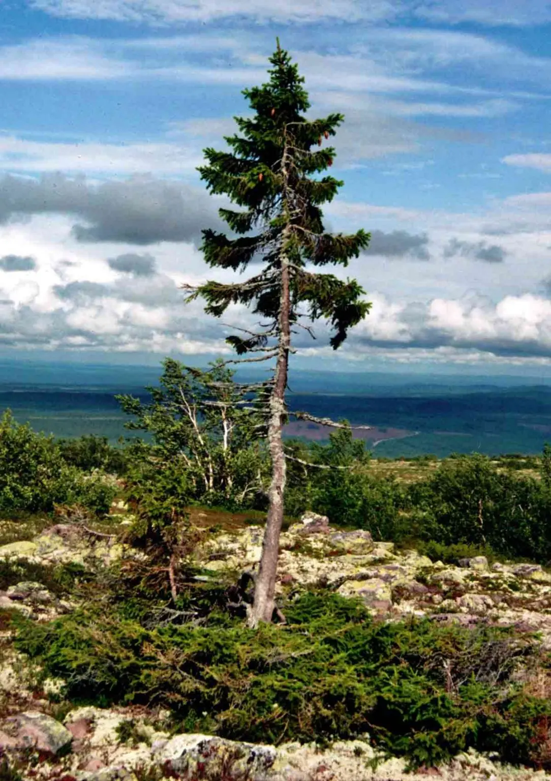 Oldest Tree in the World; Methuselah [History, Facts & More]