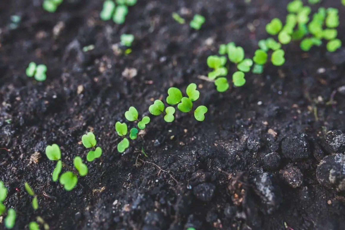 Benefits of Humus to Improve Soil Fertility