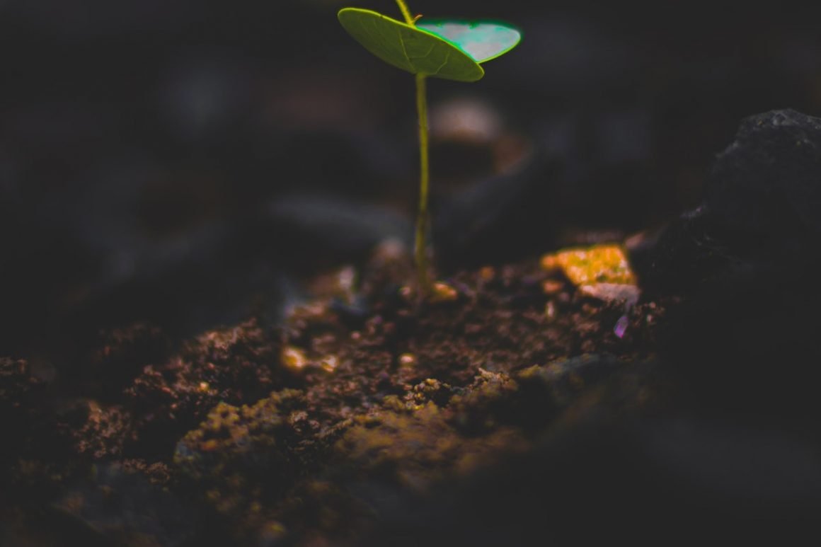 Benefits of Humus to Improve Soil Fertility