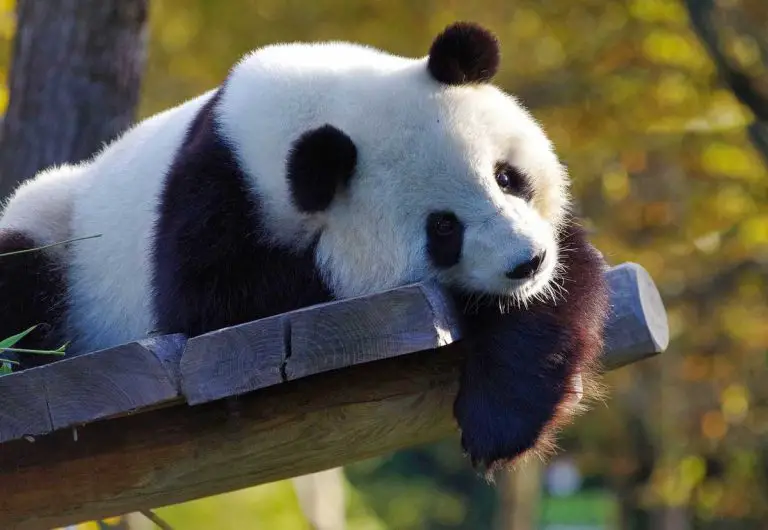 Life of Animals in Forest Habitats | Environment Buddy