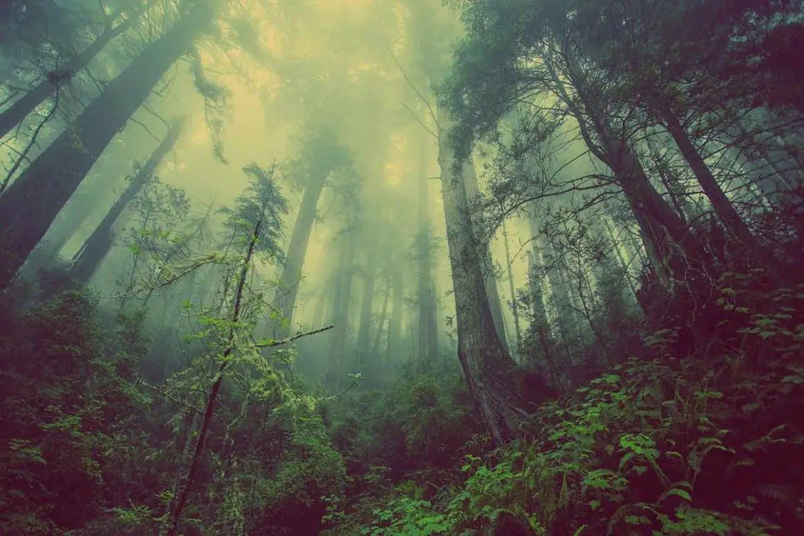 The Forest Ecosystem; Components, Types and Examples | Environment Buddy