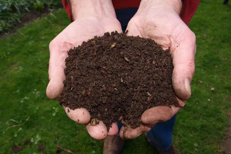What is Humus in Soil? Formation, Importance and Much More!
