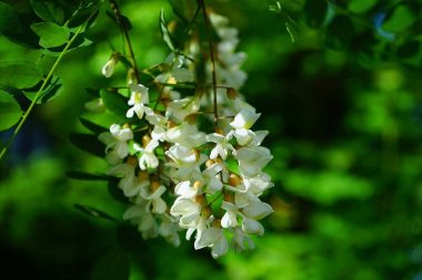 9 Unique Types of Locust Trees and Their Uses