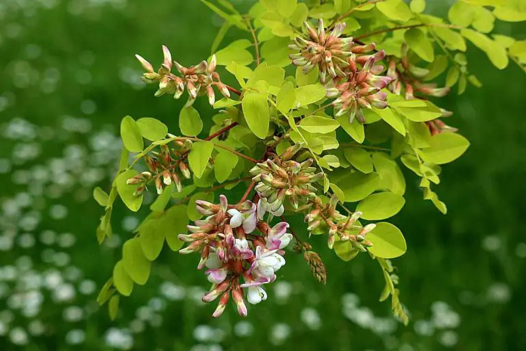 9 Unique Types of Locust Trees and Their Uses