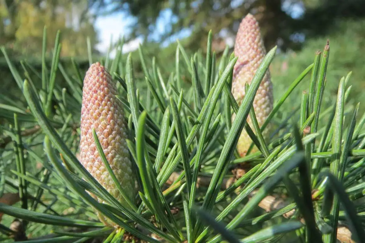Cedar Trees: Benefits, Varieties And Home Garden Ideas