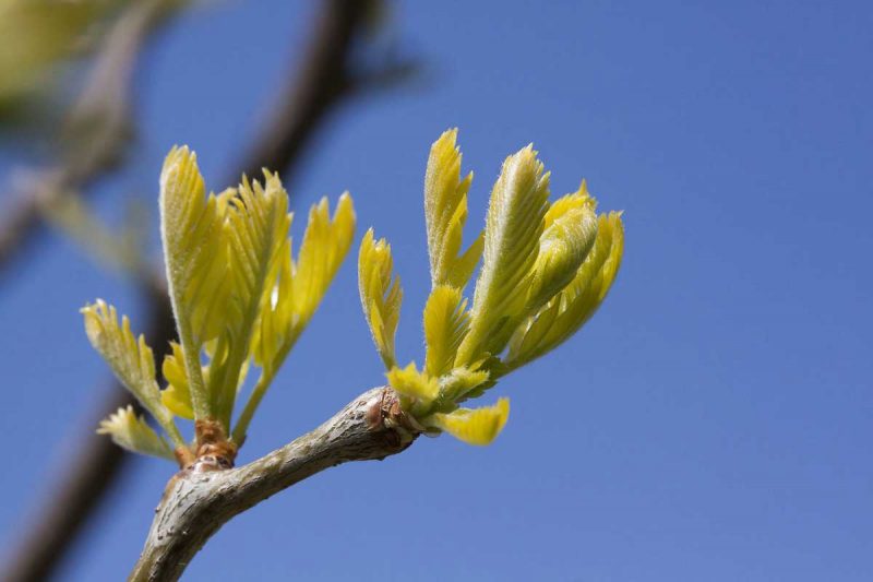 9 Unique Types of Locust Trees and Their Uses