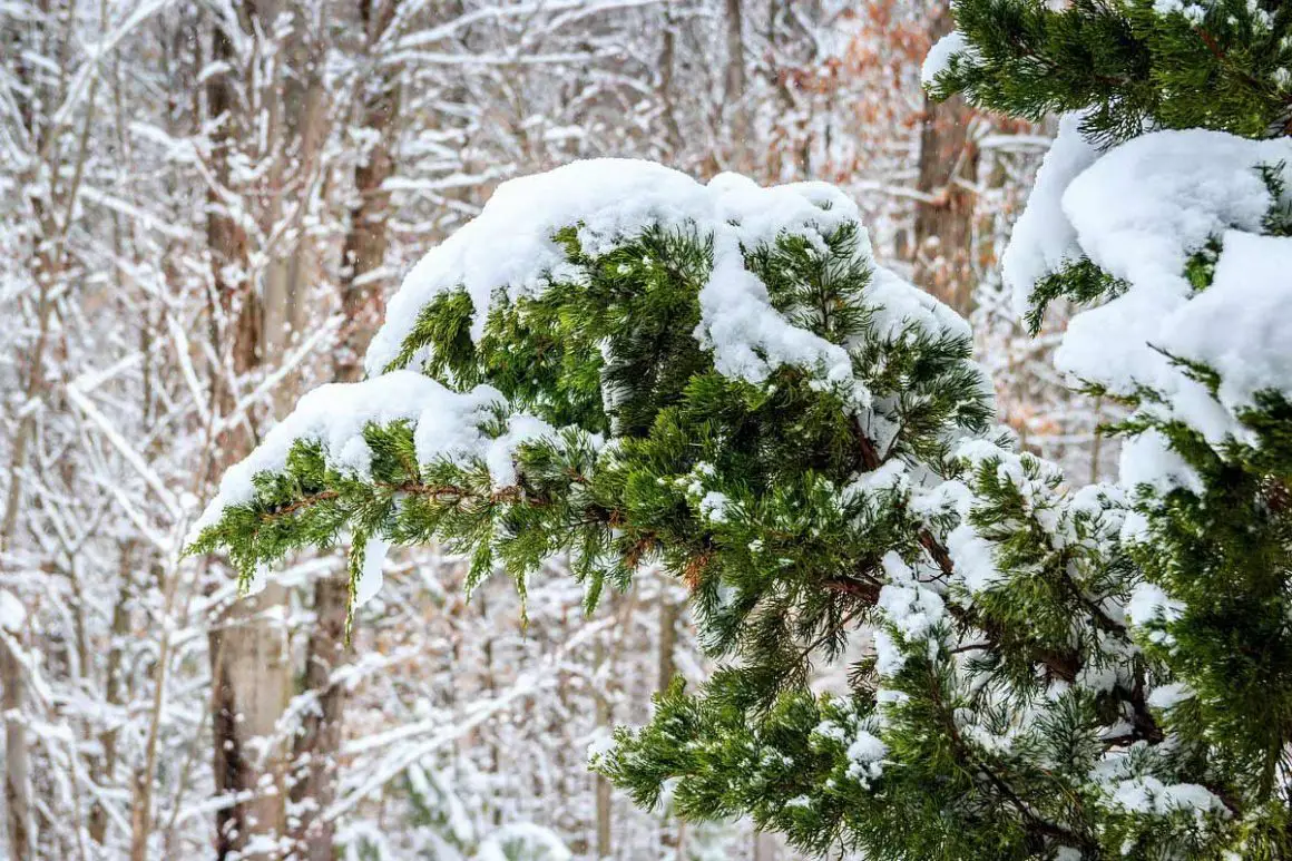 Cedar Trees: Benefits, Varieties And Home Garden Ideas