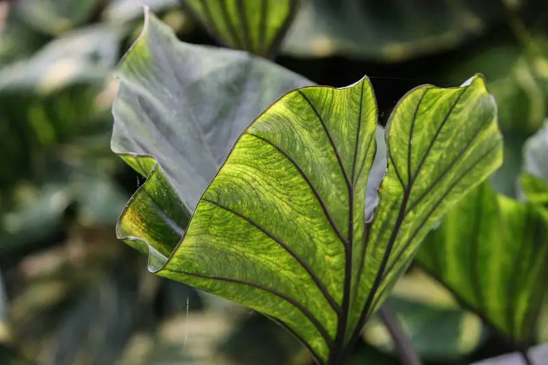 15 Health Benefits of Taro Roots you should know!