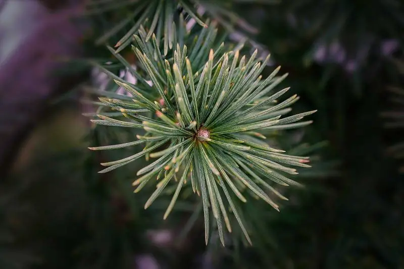 Cedar Trees: Benefits, Varieties And Home Garden Ideas