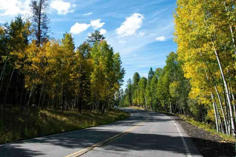 Evergreen Aspen Trees: Types, Benefits, and Planting Tips