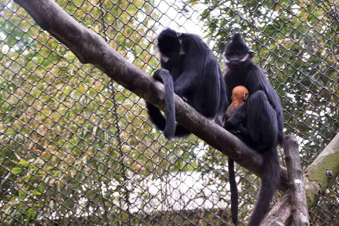 30+ Types of Monkeys; Photos, Behavior, Diet and Fun Facts!