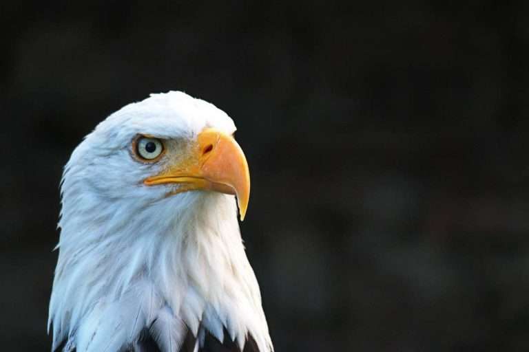 Life of Animals in Forest Habitats | Environment Buddy