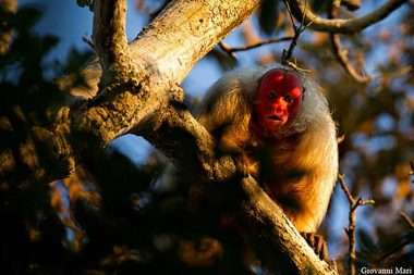 30+ Types of Monkeys; Photos, Behavior, Diet and Fun Facts!