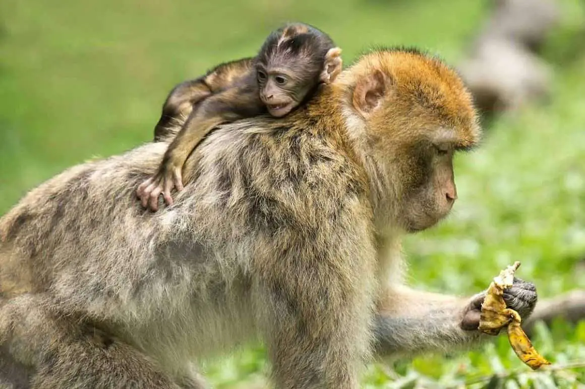 30+ Types of Monkeys; Photos, Behavior, Diet and Fun Facts!