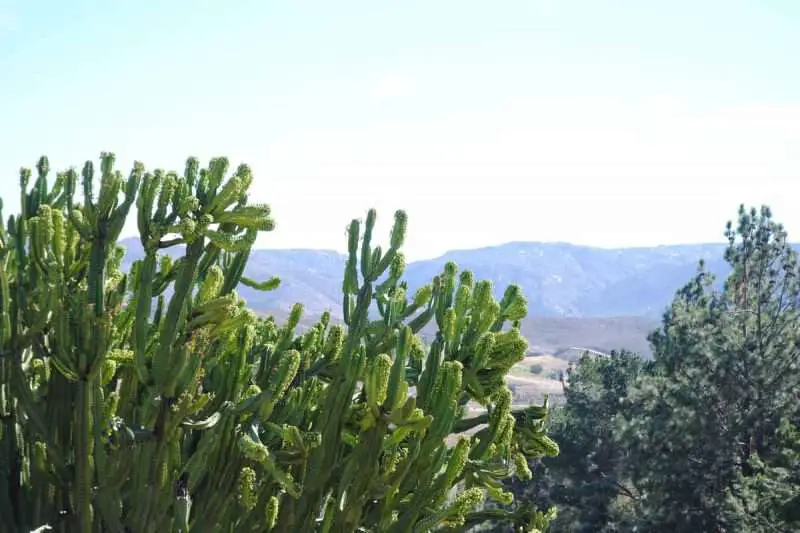Beautiful Desert Plants; Features, Types and Best ones For Your Garden
