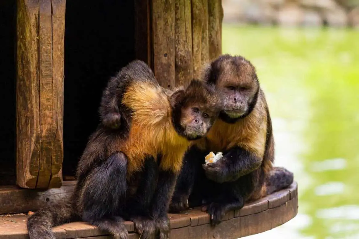 capuchin-monkey | Environment Buddy
