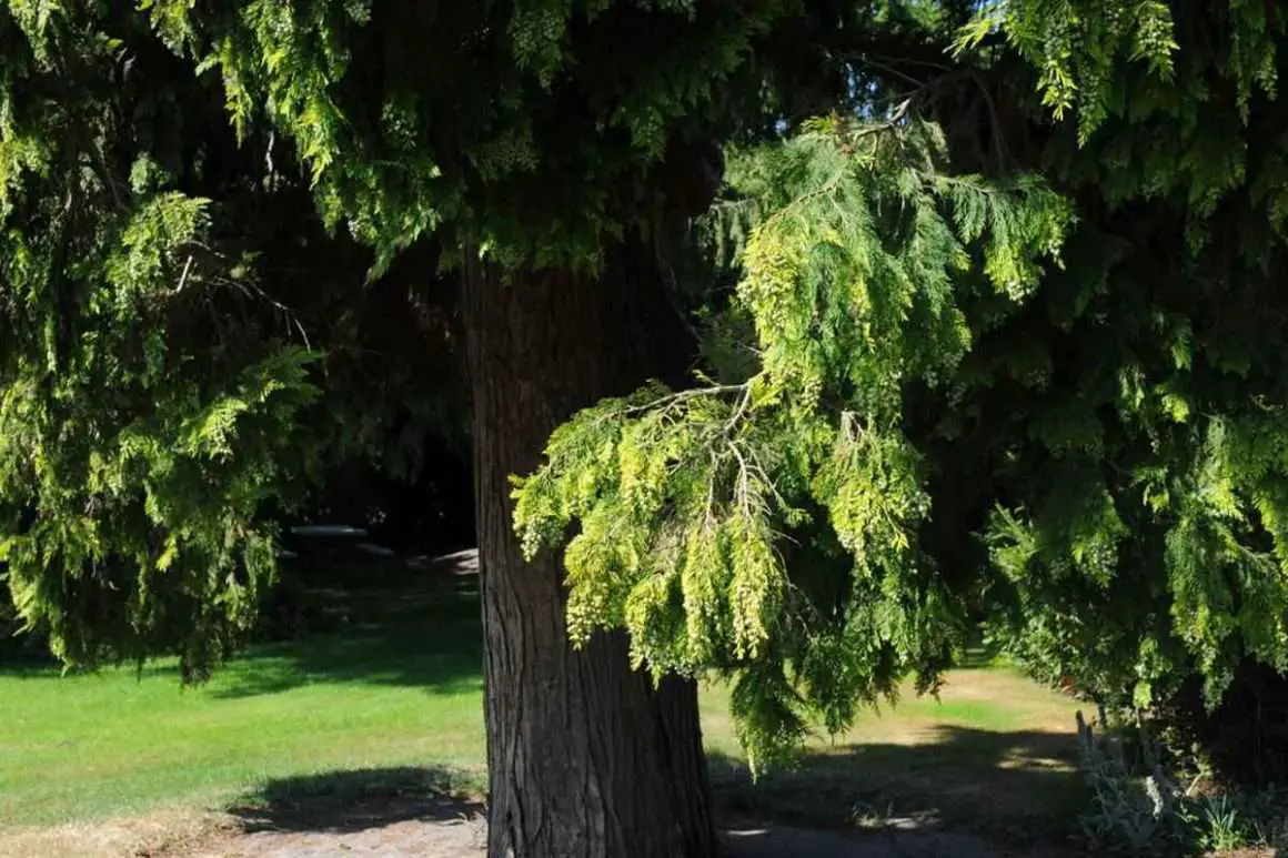 Cedar Trees: Benefits, Varieties And Home Garden Ideas