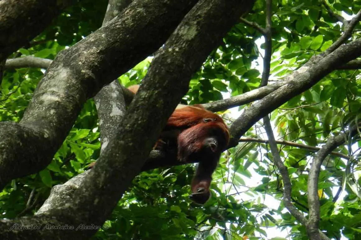 30+ Types of Monkeys; Photos, Behavior, Diet and Fun Facts!