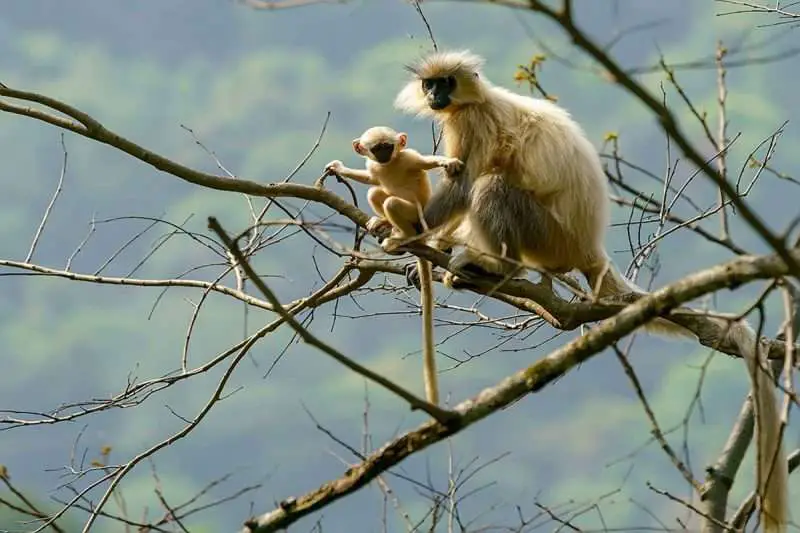30+ Types of Monkeys; Photos, Behavior, Diet and Fun Facts!