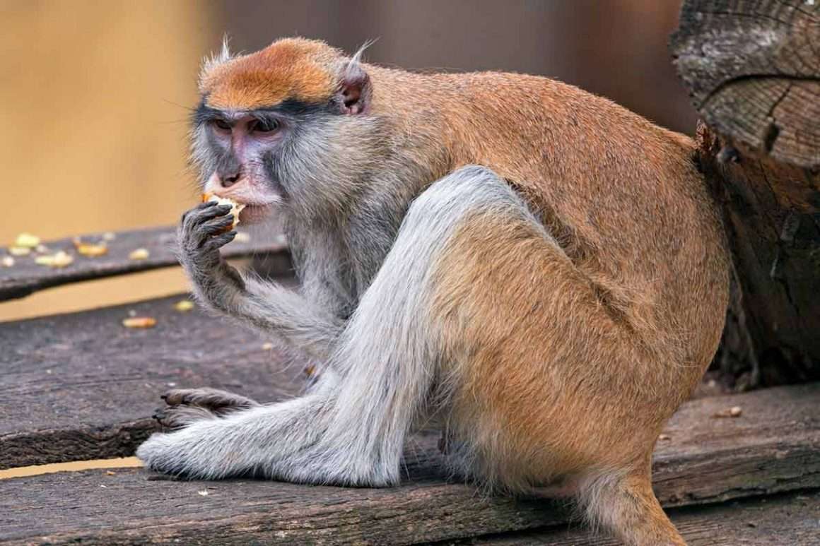 patas-monkey | Environment Buddy