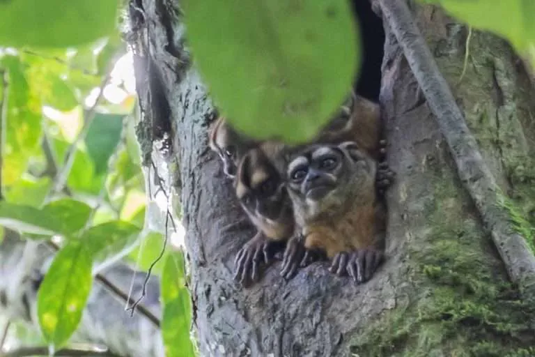 30+ Types of Monkeys; Photos, Behavior, Diet and Fun Facts!