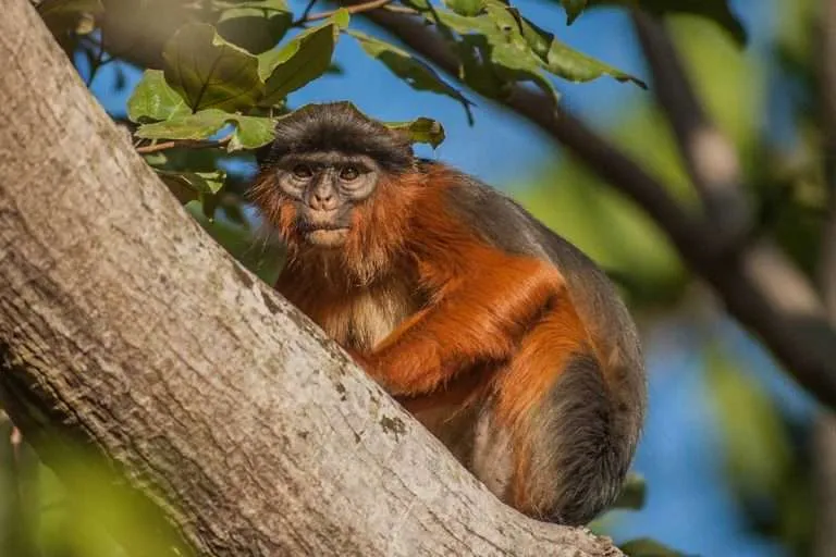 30+ Types of Monkeys; Photos, Behavior, Diet and Fun Facts!