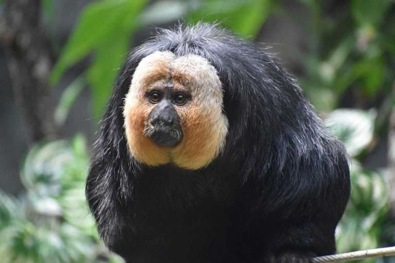 30+ Types of Monkeys; Photos, Behavior, Diet and Fun Facts!